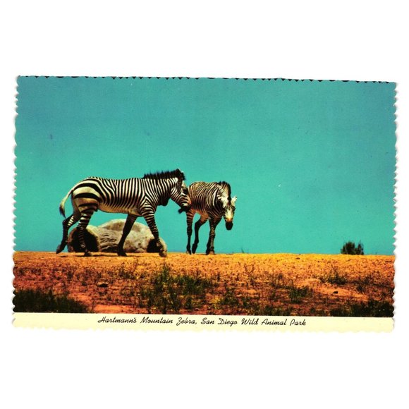 F. D. Schmidt | Accents | Vintage Postcard Hartmans Mountain Zebra San ...